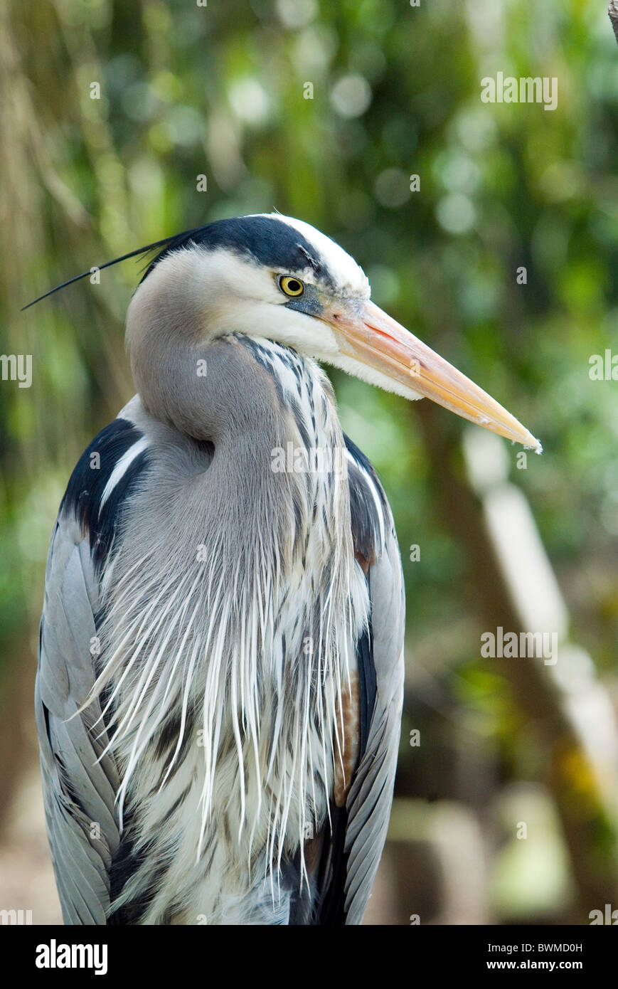 Great Blue Heron Ardea herodias Portrait Bird heron Stock Photo - Alamy