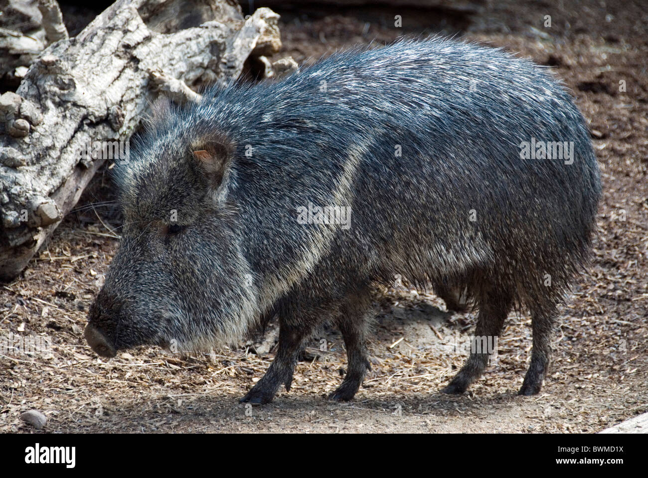 Chacoan hi-res stock photography and images - Alamy