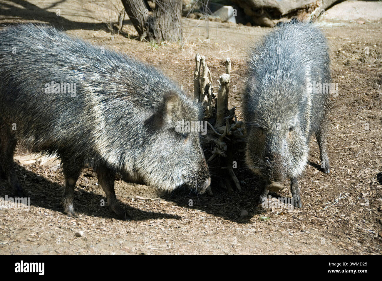 Chacoan Peccary Catagonus wagneri pig animal Stock Photo - Alamy