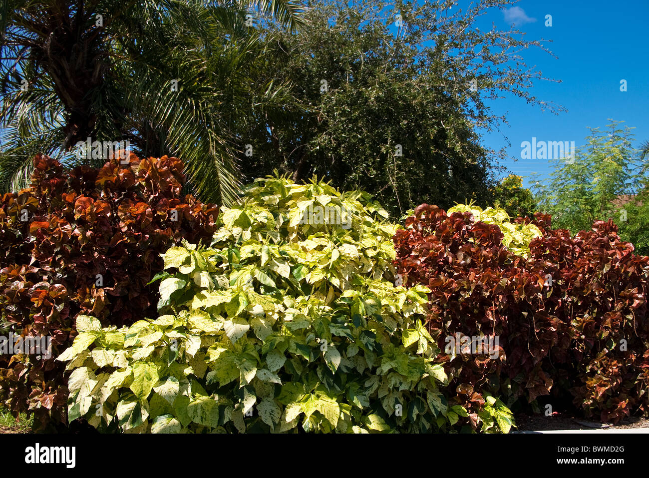 Colorful foliage in a garden Stock Photo - Alamy