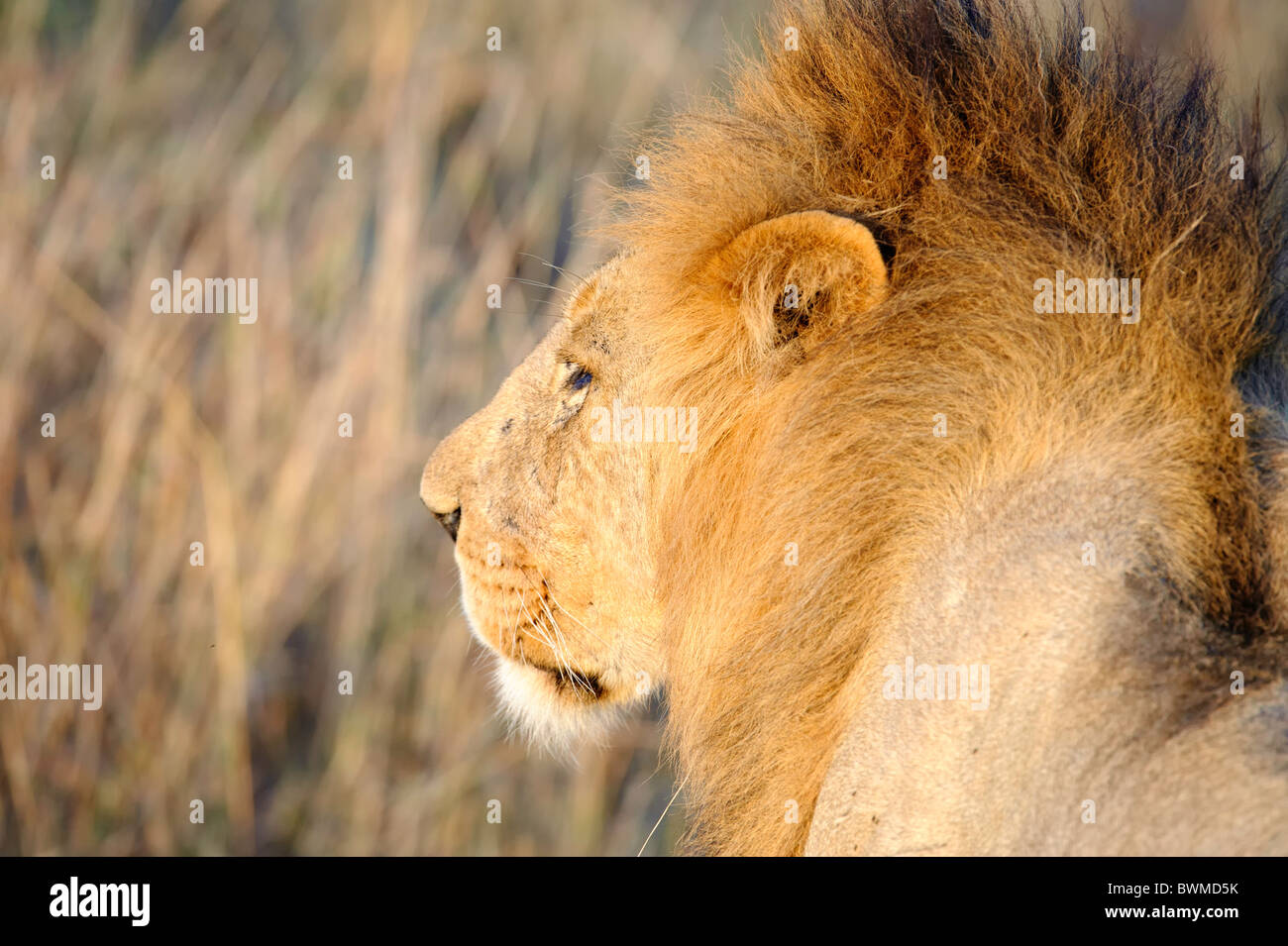 Male lion full mane hi-res stock photography and images - Alamy