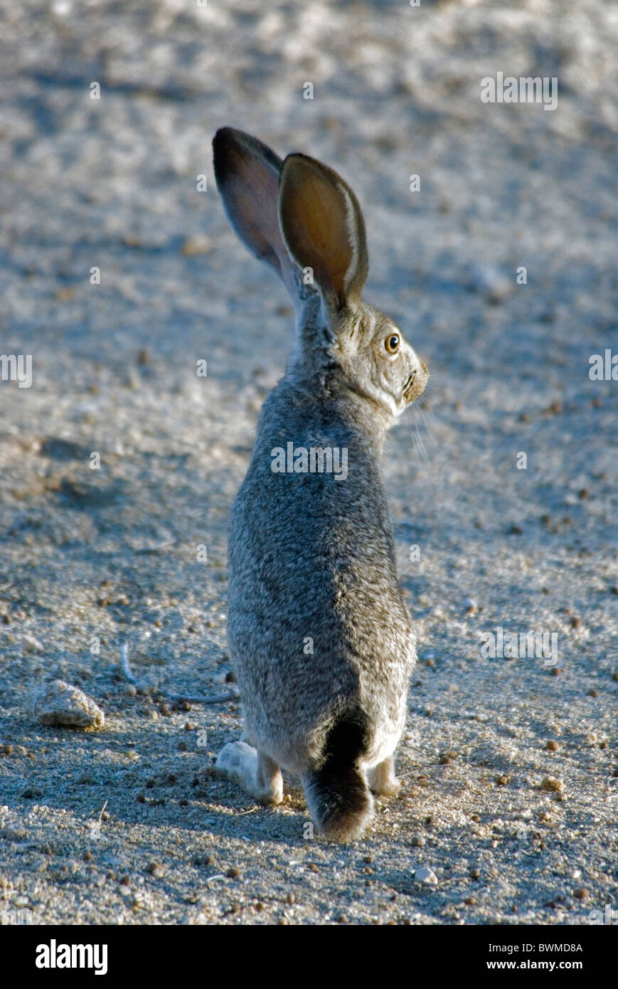 Black tail jackrabbit hi-res stock photography and images - Alamy