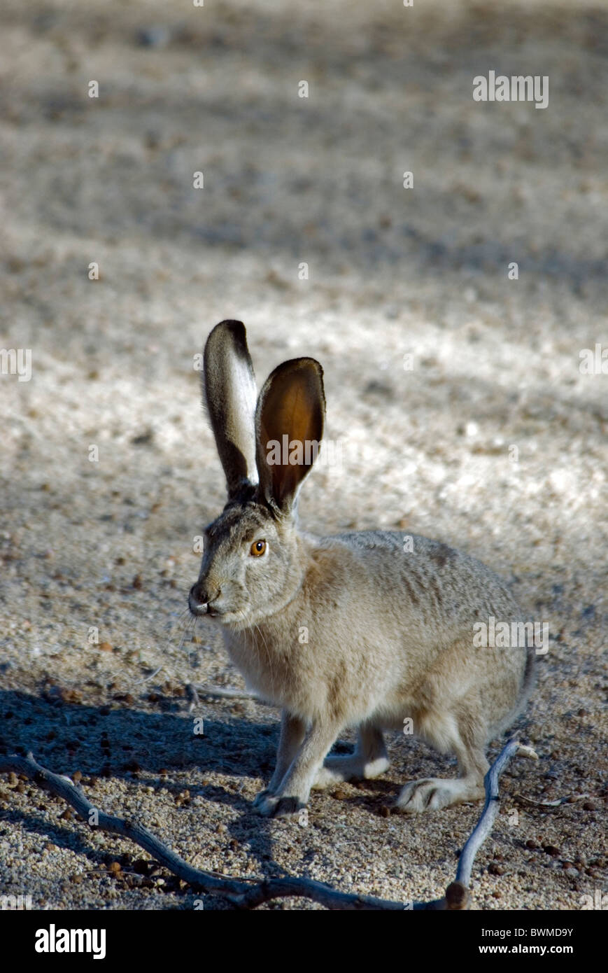 Black tail jackrabbit hi-res stock photography and images - Alamy