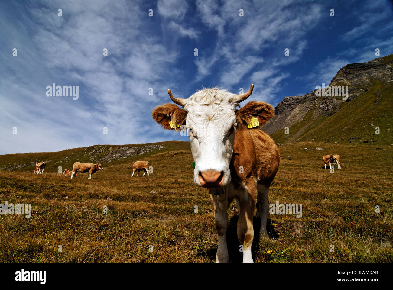Switzerland Europe Bernese Oberland Simmental cattle Canton Berne Bern ...