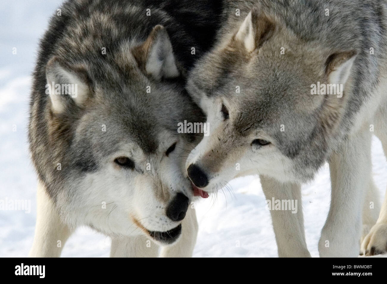Two wolves hi-res stock photography and images - Alamy