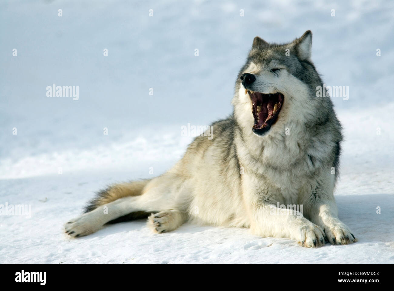Gray Wolf wolf animal Canis lupus Winter Snow Yawning Stock Photo - Alamy