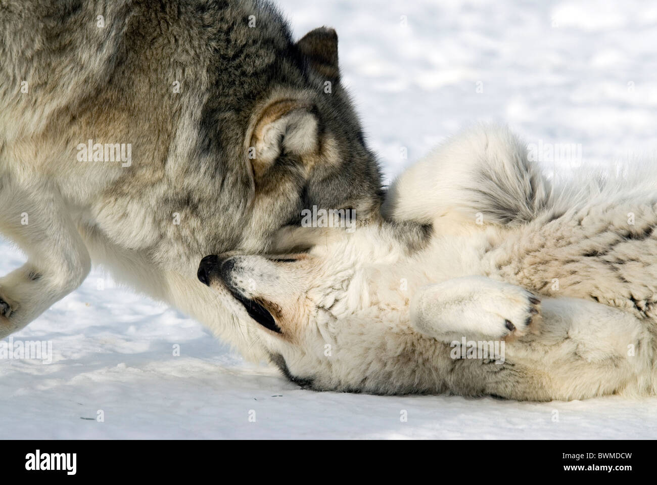 10831512 hi-res stock photography and images - Alamy