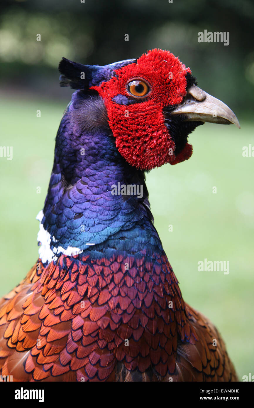 Fancy pheasant hi-res stock photography and images - Alamy