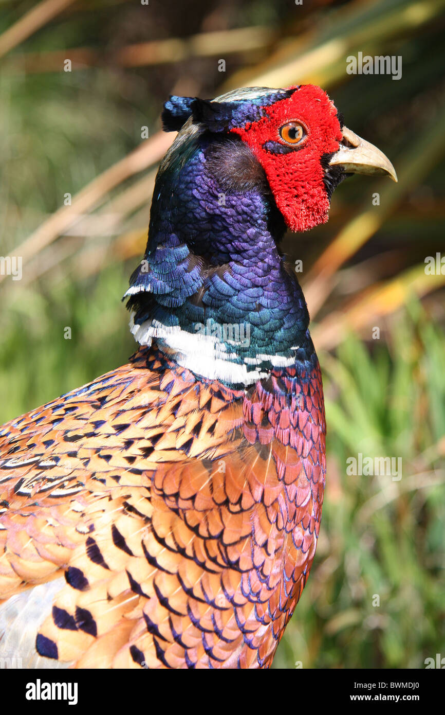 Fancy pheasant hi-res stock photography and images - Alamy