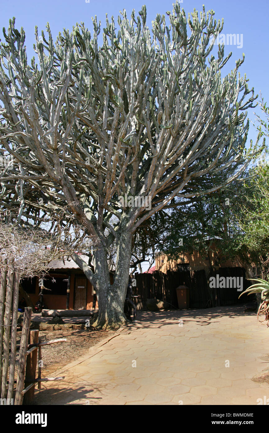 Giant Cactus Tree, Shakaland Zulu Village, Nkwalini Valley, Kwazulu ...