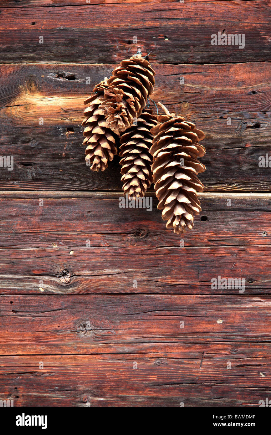 Colourful pine cones hi-res stock photography and images - Alamy