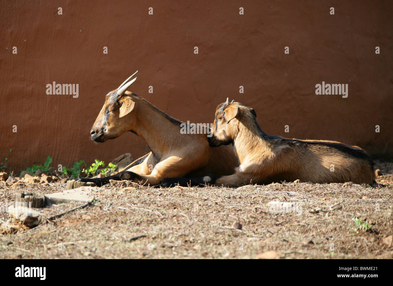 Kalahari Red Goats, Nanny and Kid, Shakaland Zulu Village, Nkwalini ...