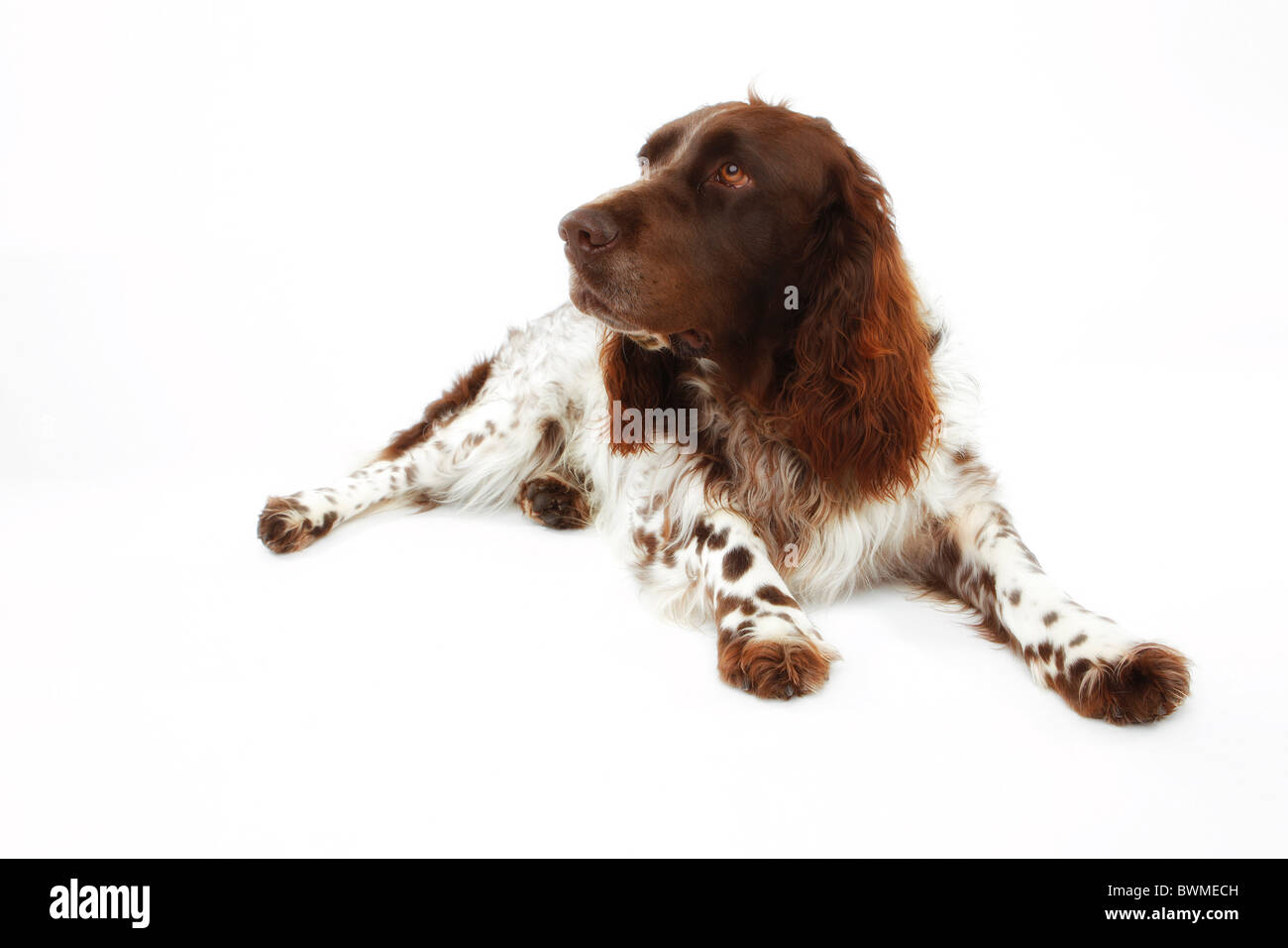 Pet spaniel dog dogs animal animals Cut Out Stock Images & Pictures - Alamy