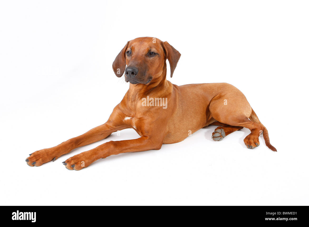 lying Rhodesian Ridgeback Stock Photo - Alamy