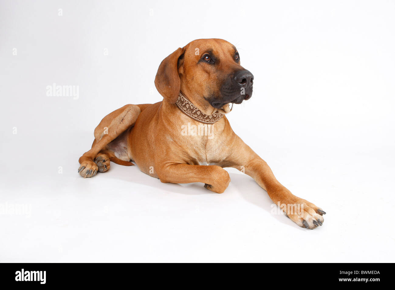lying Rhodesian Ridgeback Stock Photo - Alamy