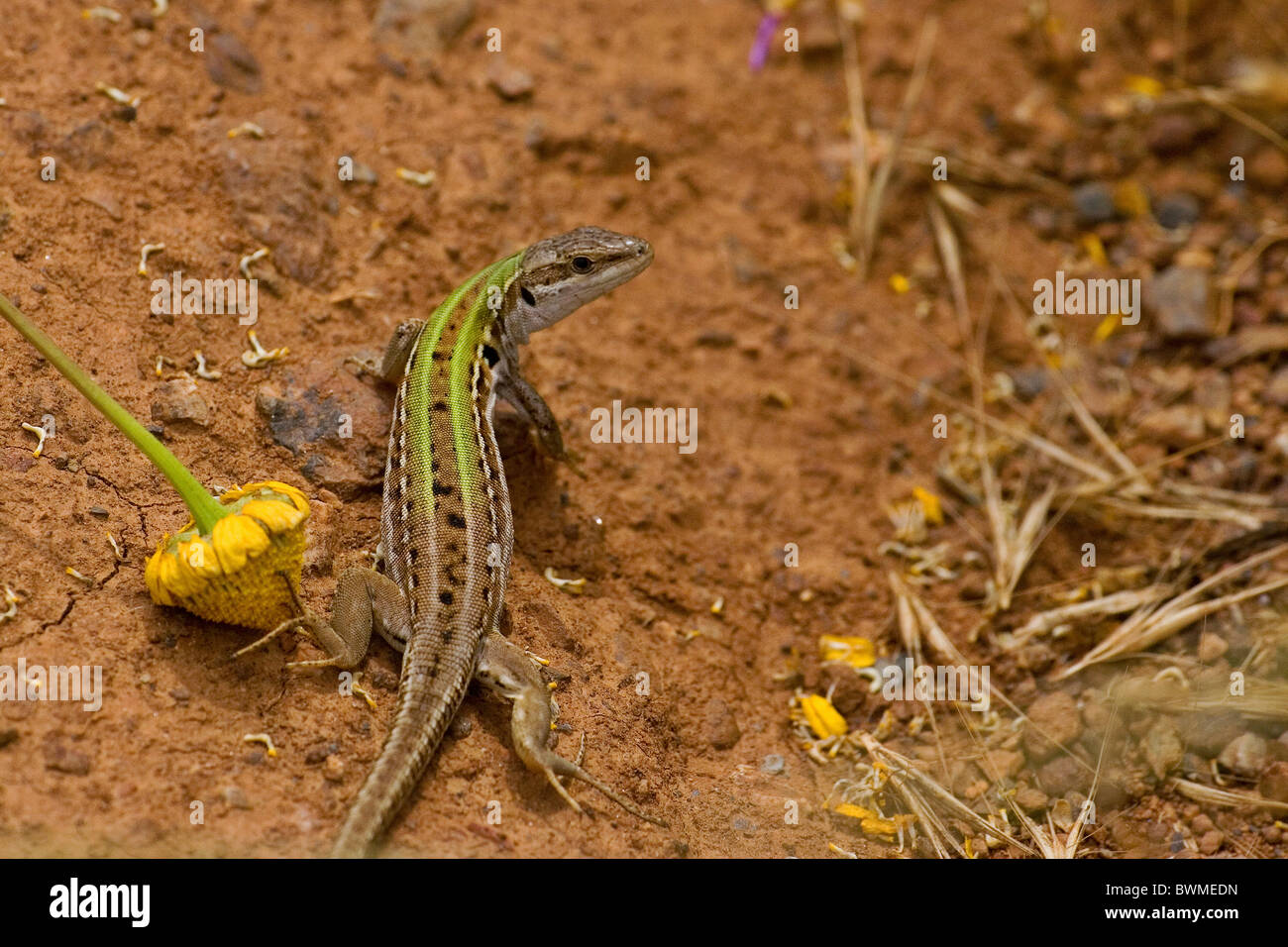 Ruin lizards hi-res stock photography and images - Alamy