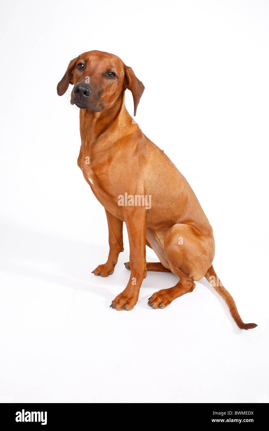 sitting Rhodesian Ridgeback Stock Photo - Alamy