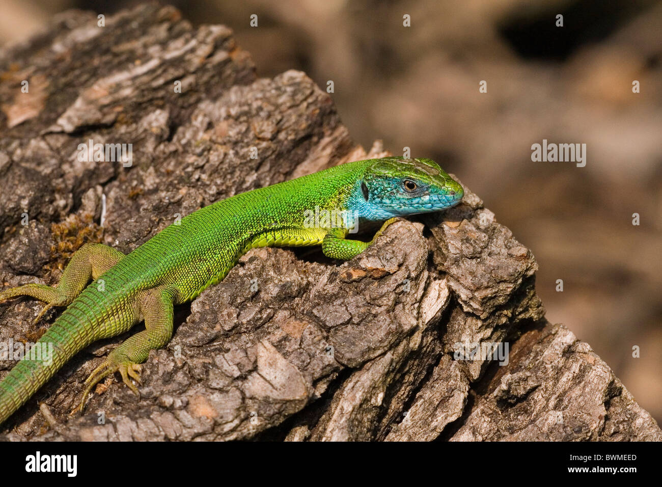 western green lizard Stock Photo - Alamy