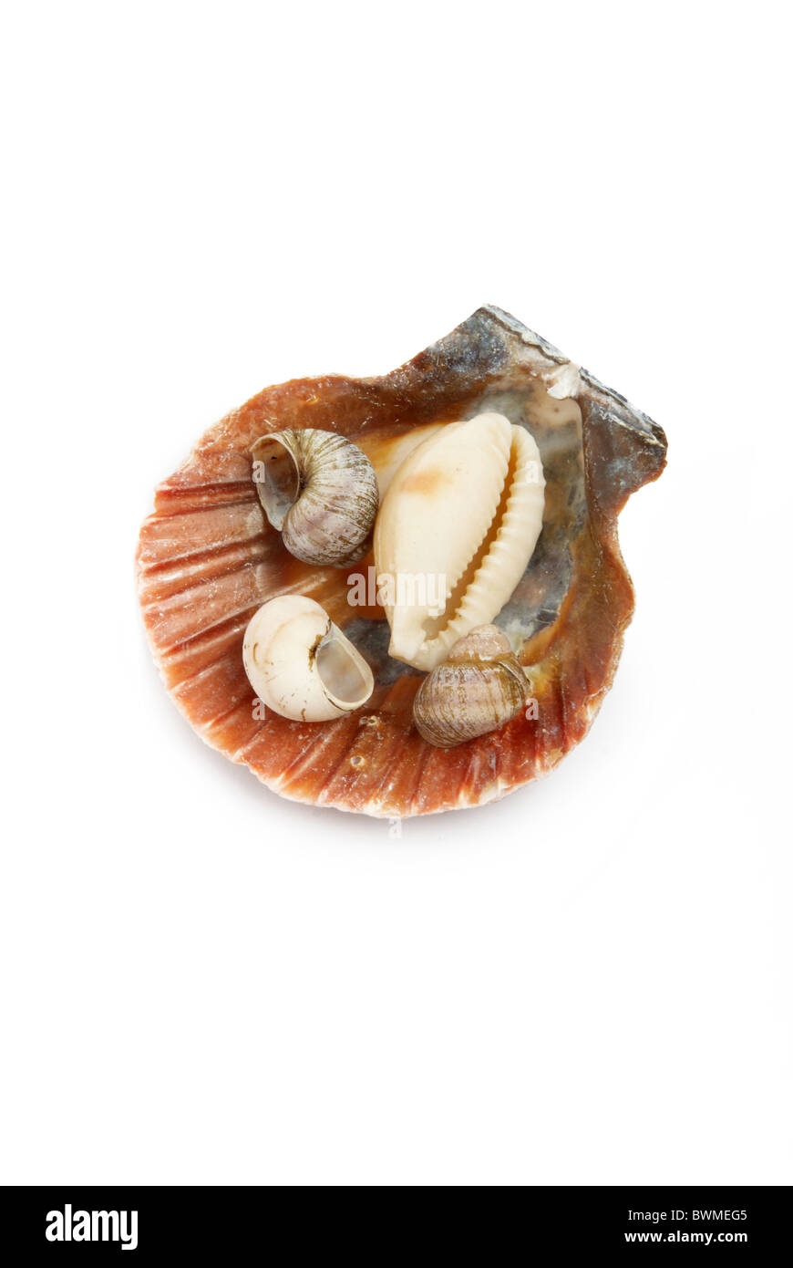 One large cockleshell and a few little Stock Photo - Alamy