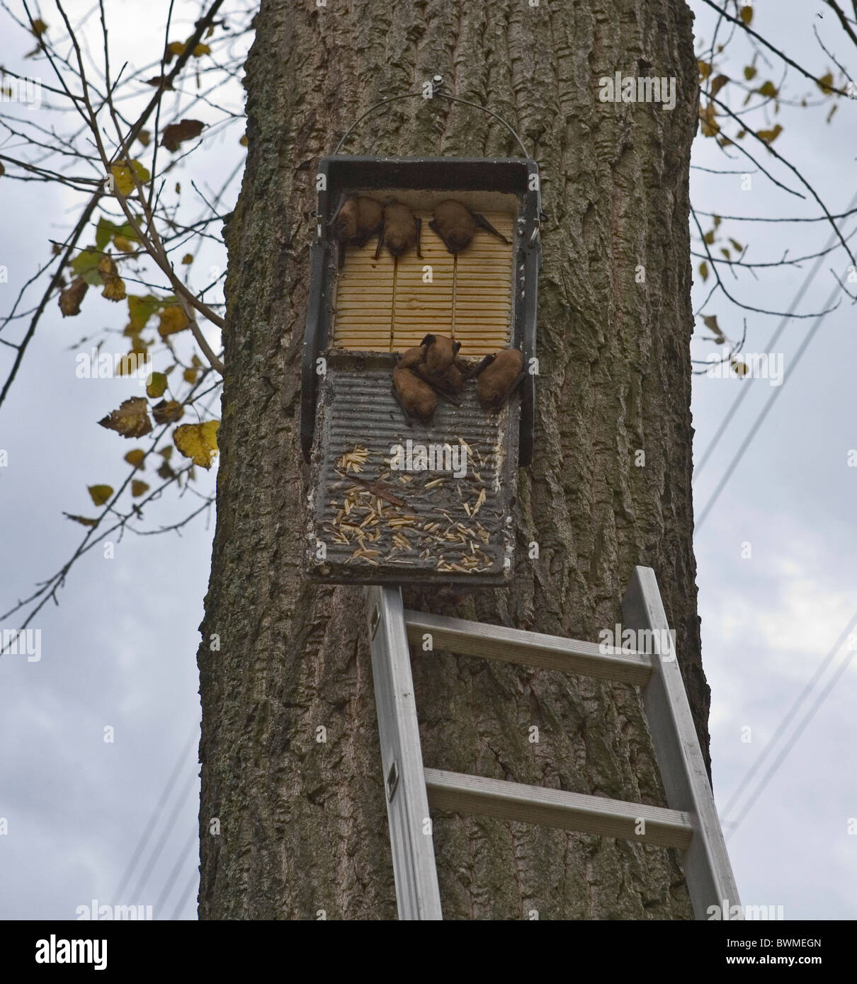 Place for bats to rest hi-res stock photography and images - Alamy