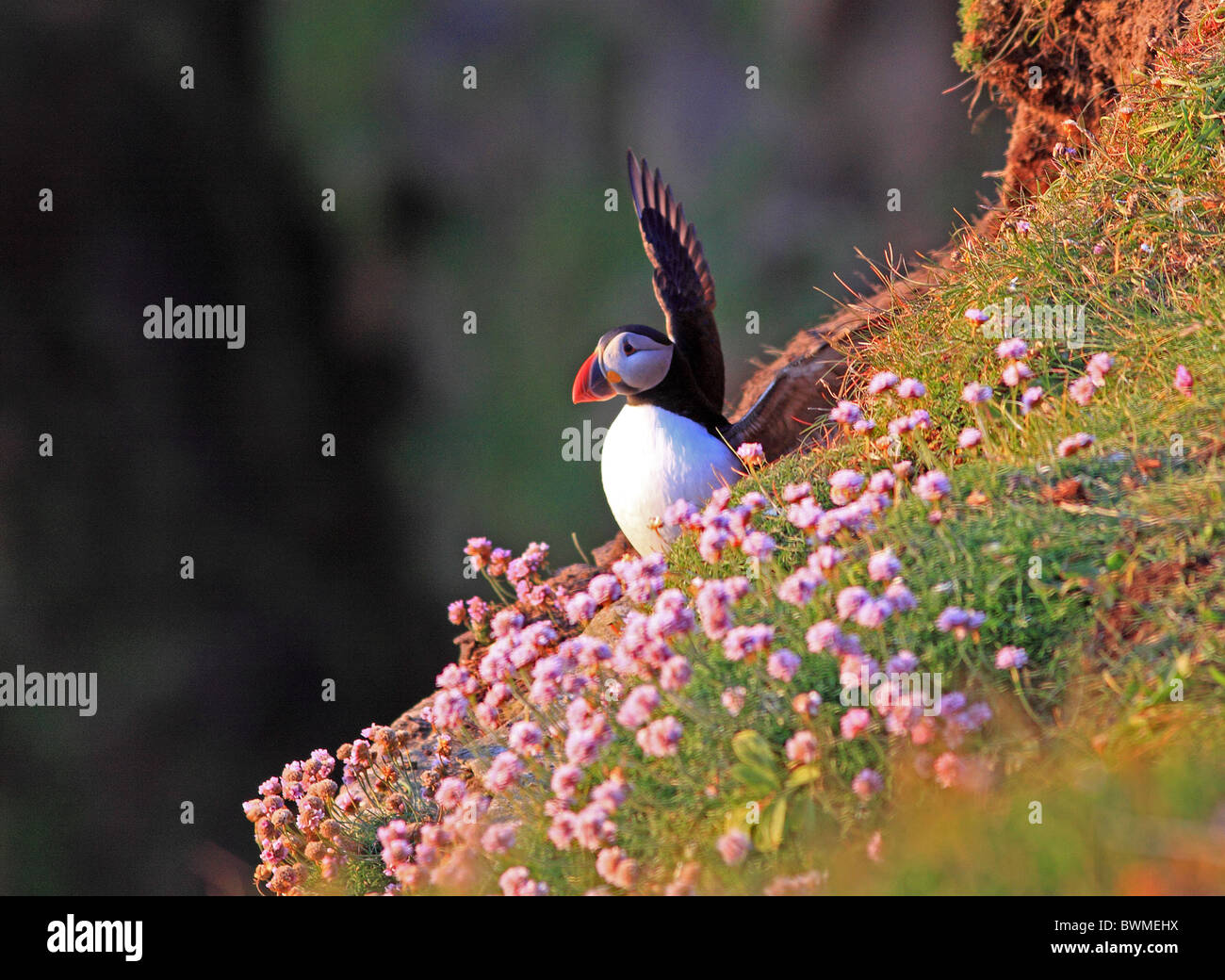 Puffin nest uk hi-res stock photography and images - Alamy