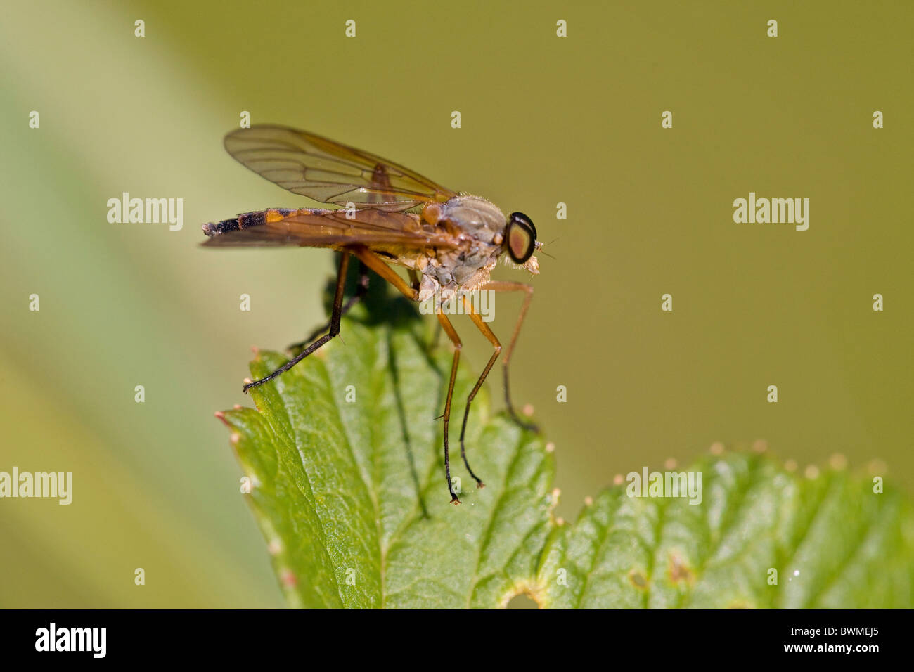 Snipes fly hi-res stock photography and images - Alamy