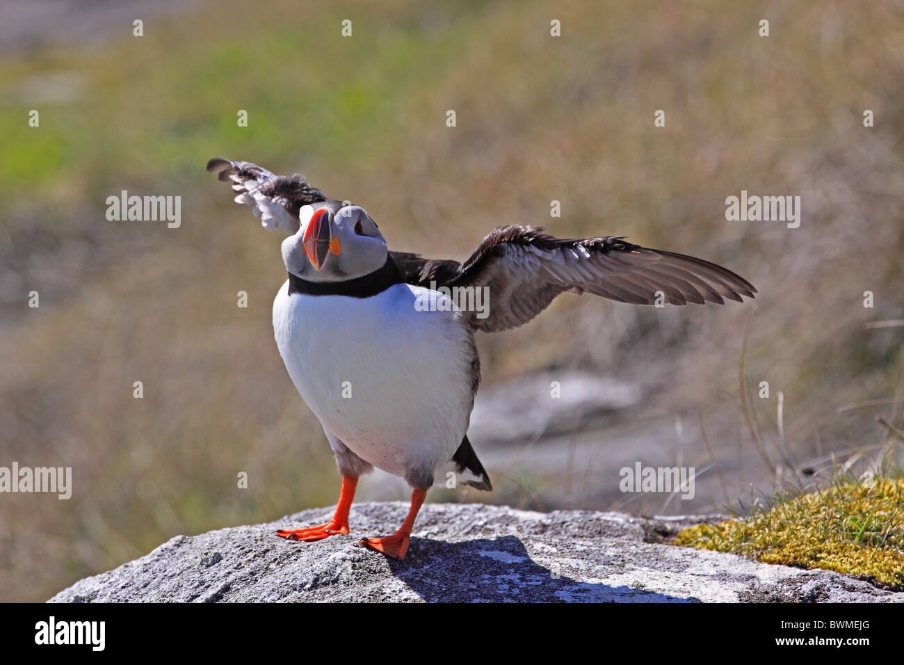 UK Scotland Puffin at nest burrow Stock Photo - Alamy