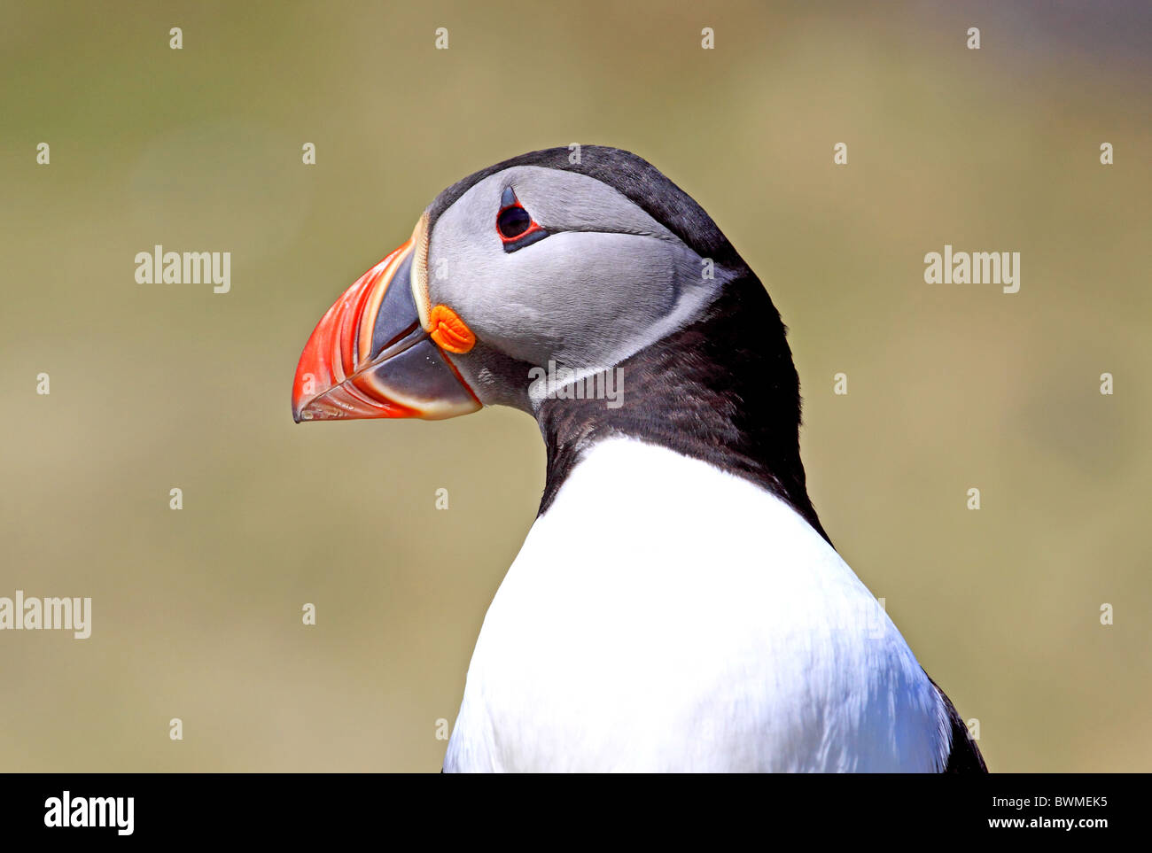 UK Scotland Puffin at nest burrow Stock Photo - Alamy