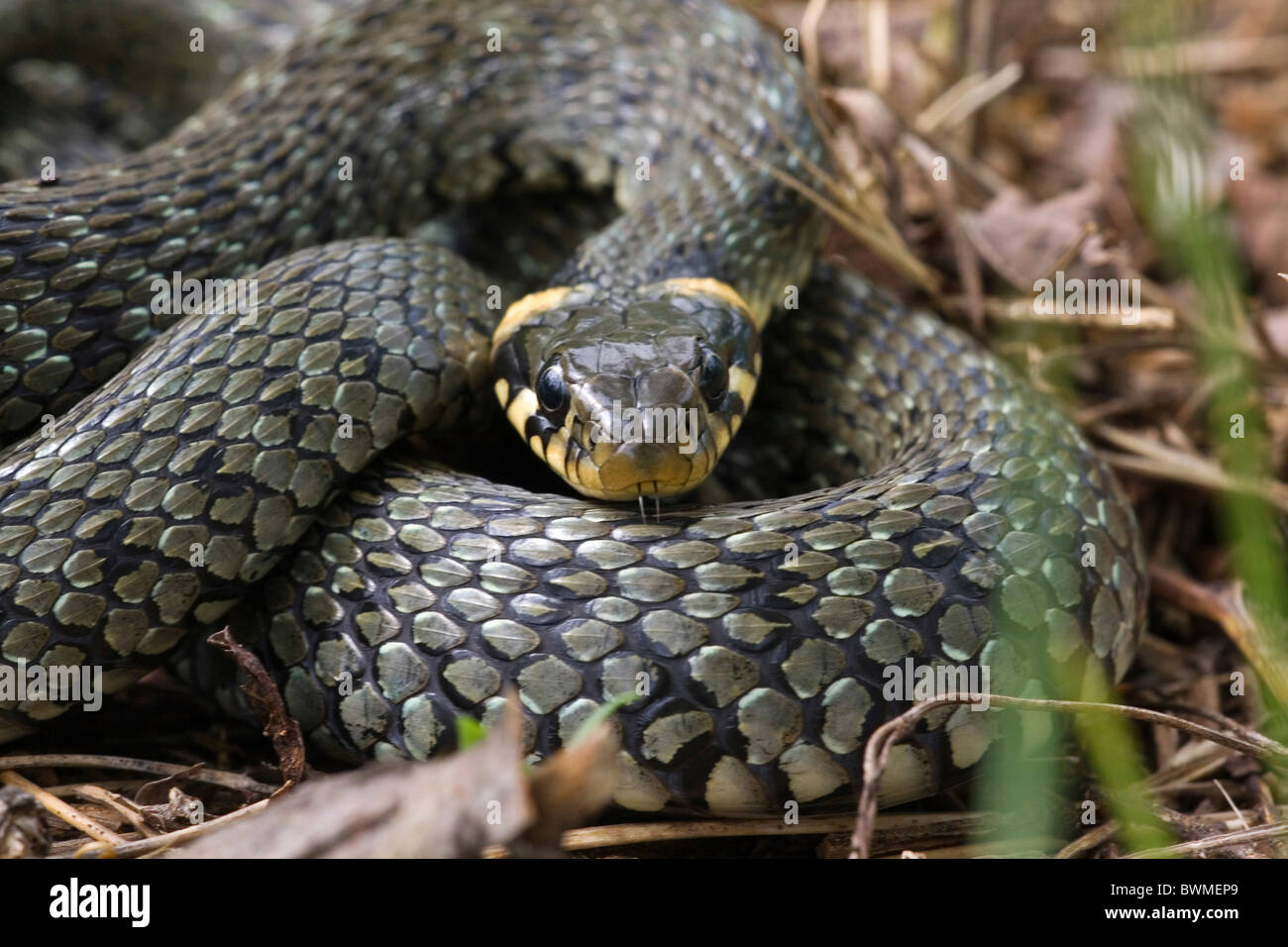 Snake eye camera hi-res stock photography and images - Alamy