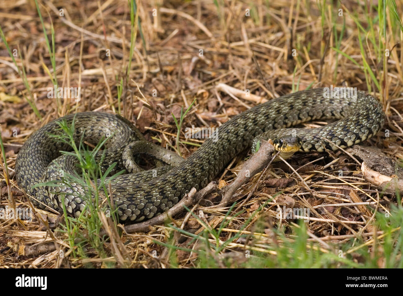 Summery grass snake hi-res stock photography and images - Alamy