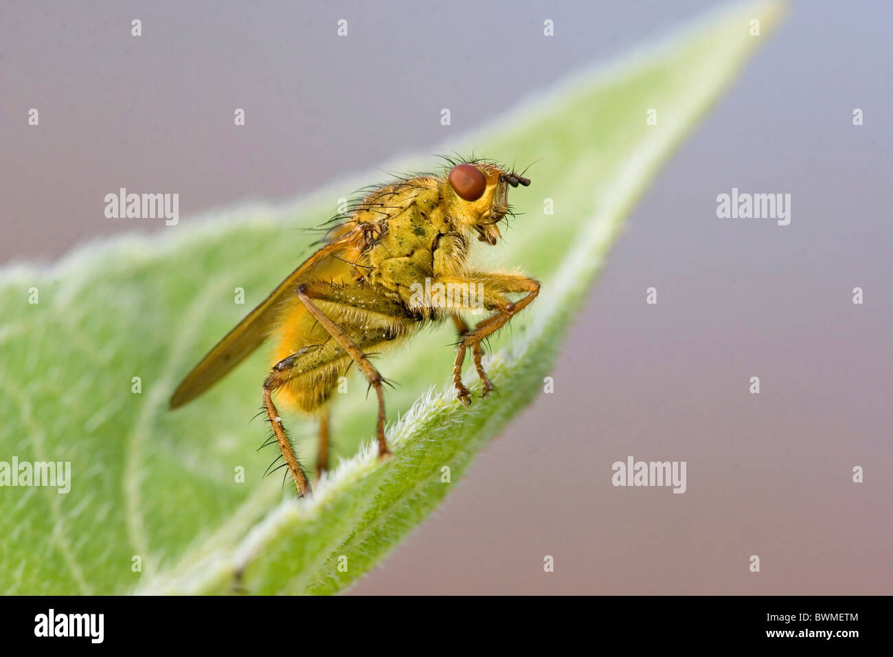 common yellow dung-fly Stock Photo - Alamy
