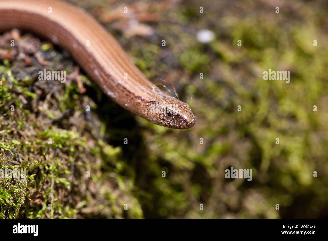 Diploglossa High Resolution Stock Photography and Images - Alamy