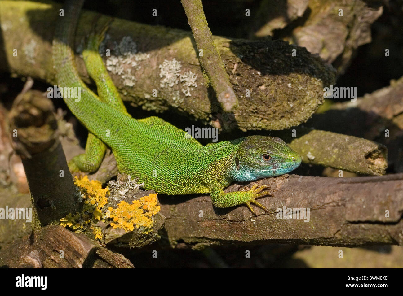 western green lizard Stock Photo - Alamy