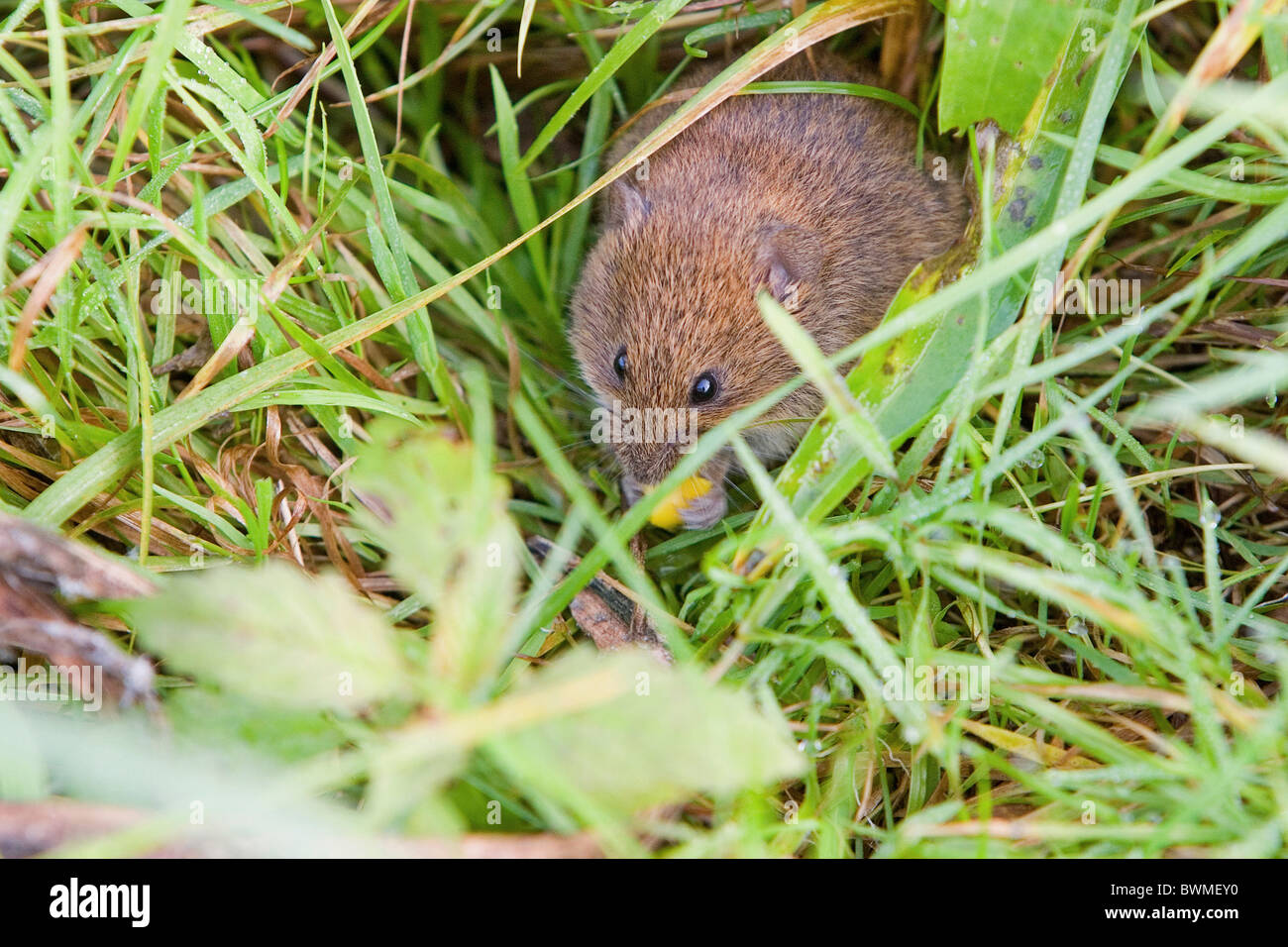Meadow voles hi-res stock photography and images - Alamy