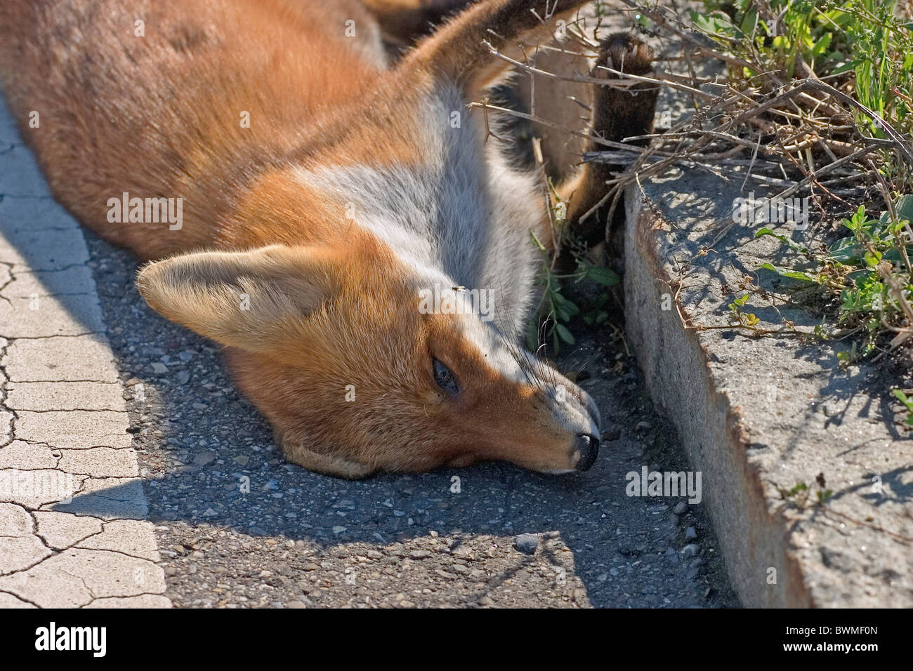 Red fox died hi-res stock photography and images - Alamy