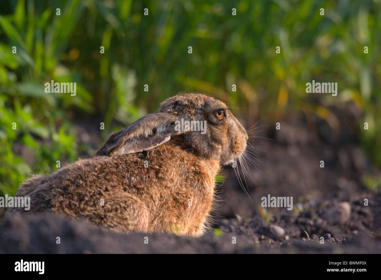 Field hares head hi-res stock photography and images - Alamy