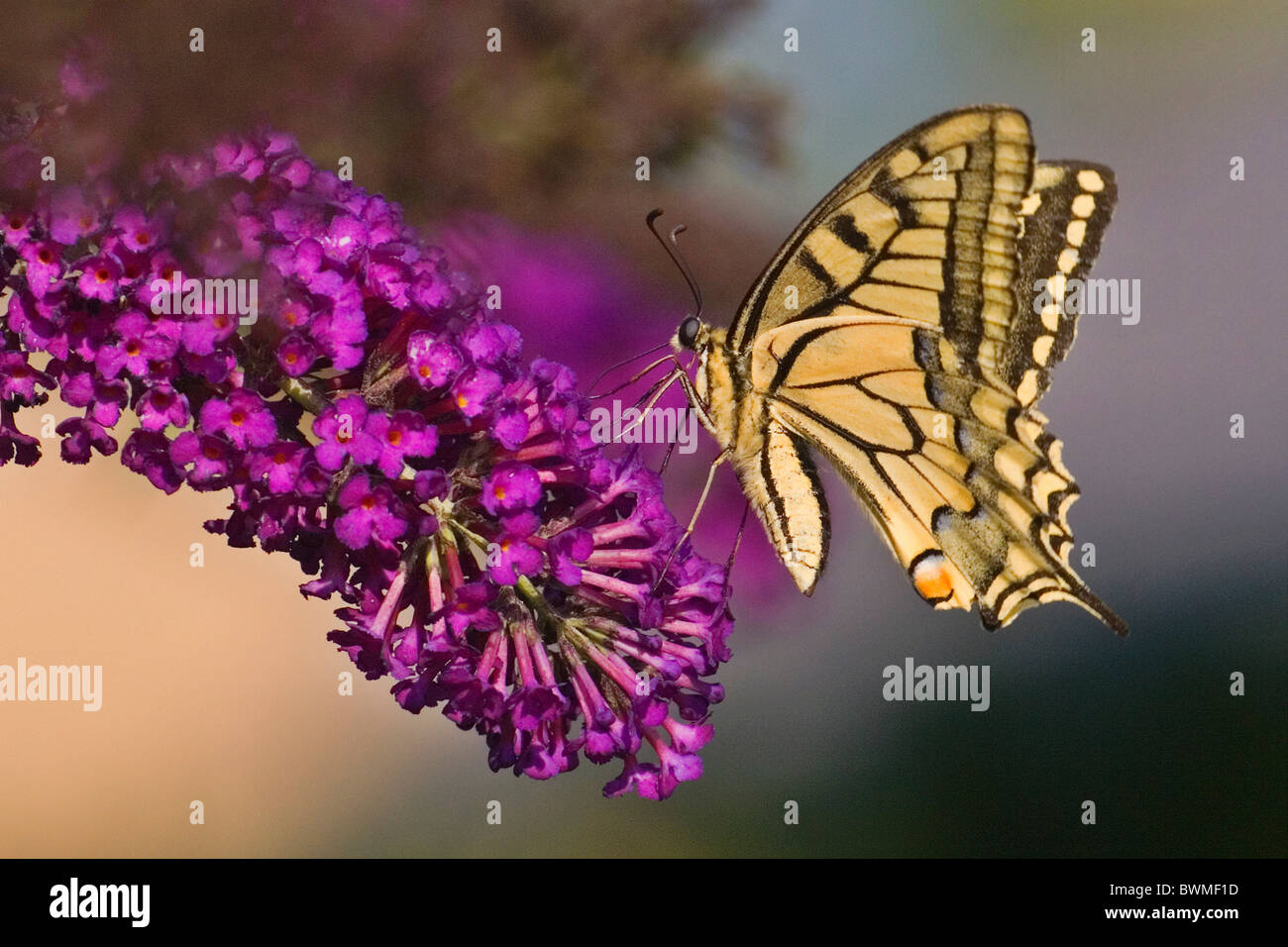 Old world swallowtail butterflies hi-res stock photography and images ...