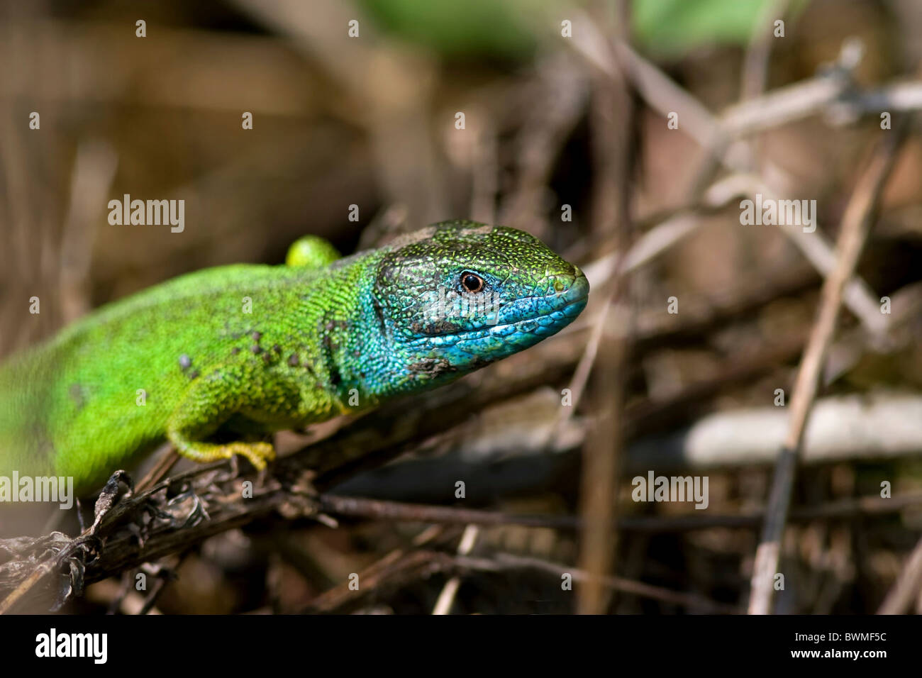 western green lizard Stock Photo - Alamy
