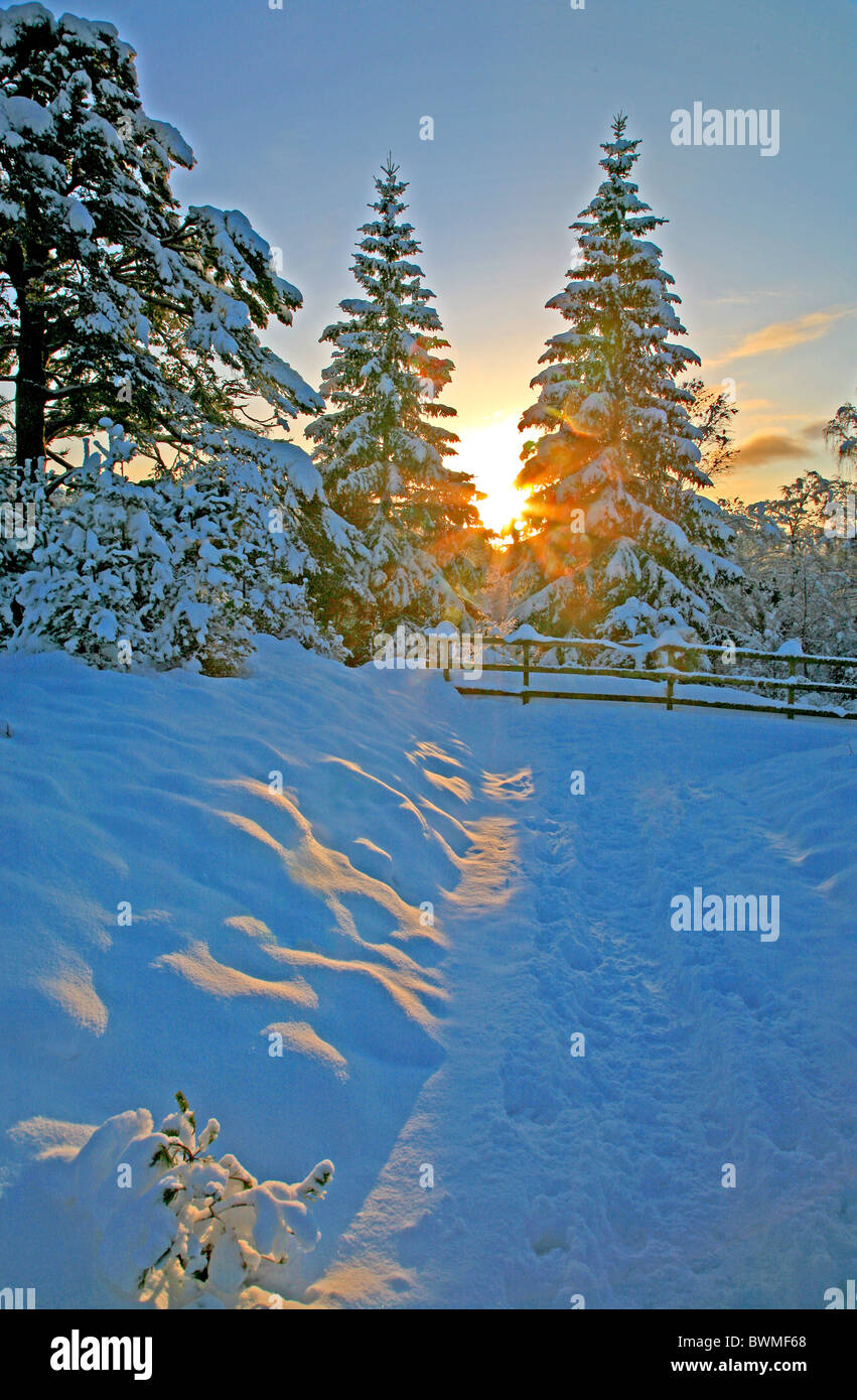 Fir Trees High Resolution Stock Photography and Images - Alamy
