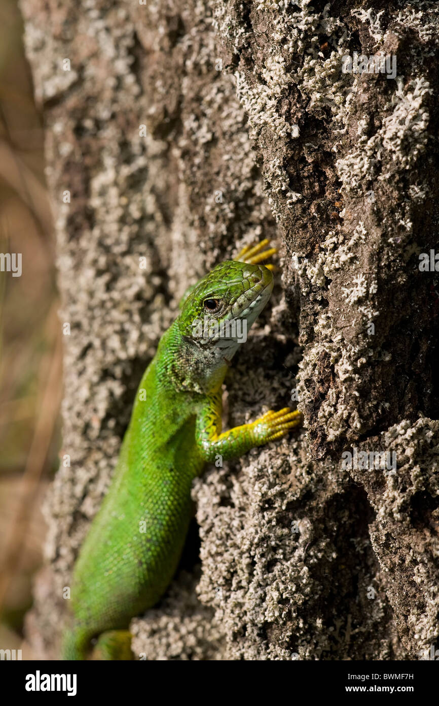 western green lizard Stock Photo - Alamy
