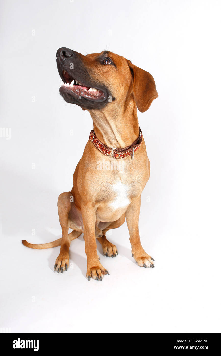 sitting Rhodesian Ridgeback Stock Photo - Alamy