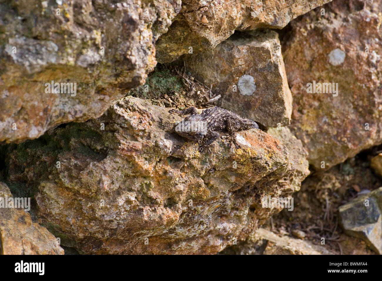 Moorish wall geckos hi-res stock photography and images - Alamy