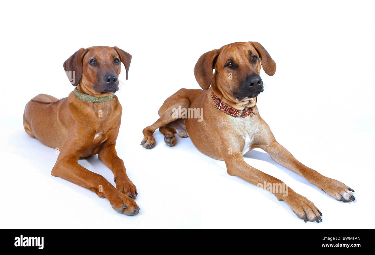lying Rhodesian Ridgeback Stock Photo - Alamy