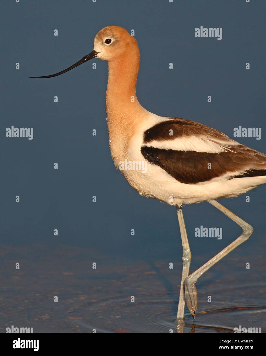 American avocet hi-res stock photography and images - Alamy