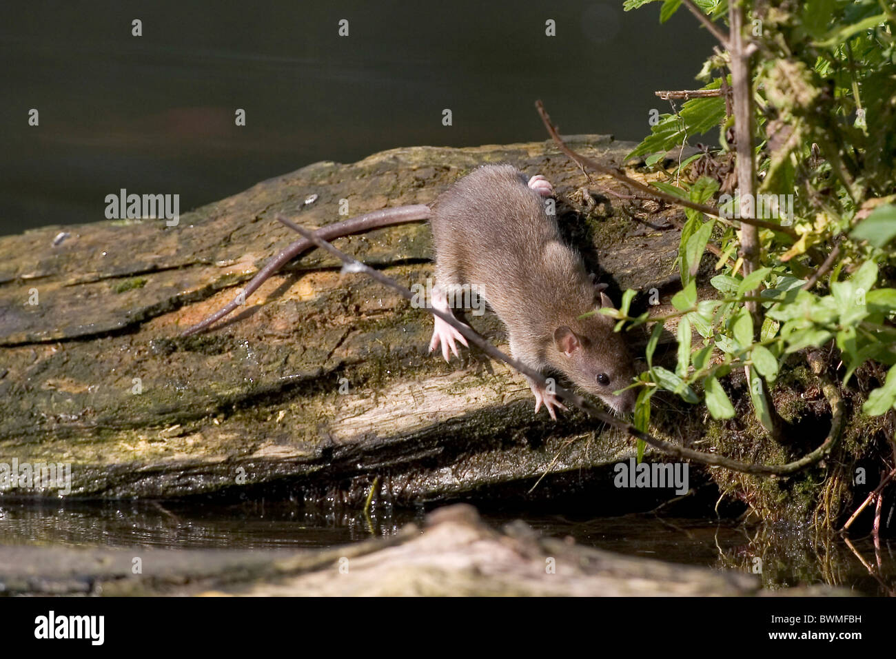 Wharf rats hi-res stock photography and images - Alamy