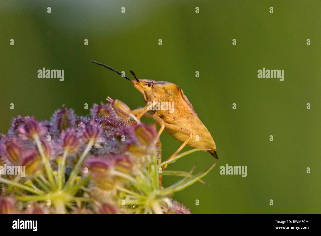 Hemiptera bed bugs hi-res stock photography and images - Alamy