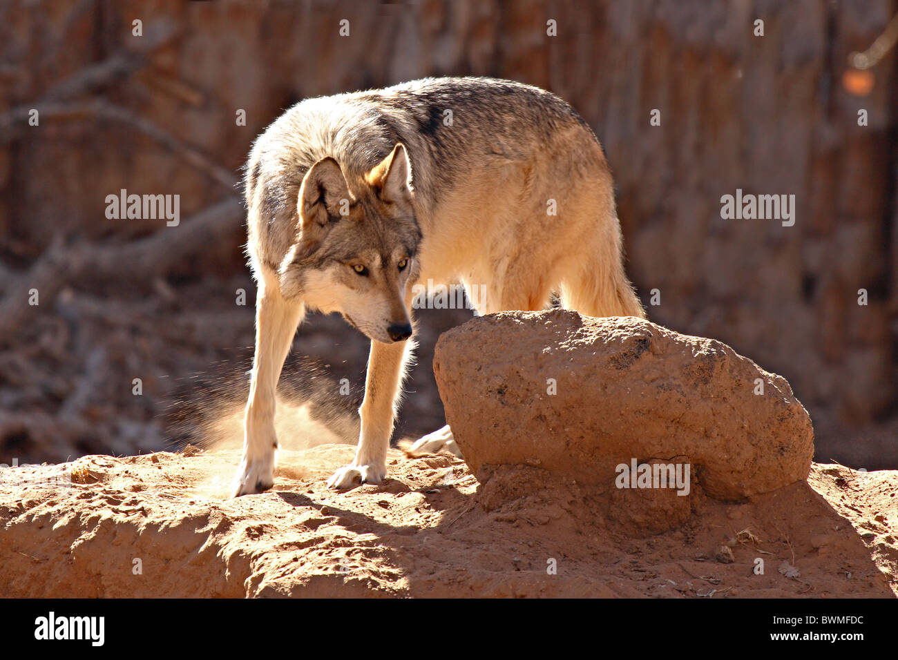 A Mexican Wolf scent-marking its territory with urine Stock Photo - Alamy