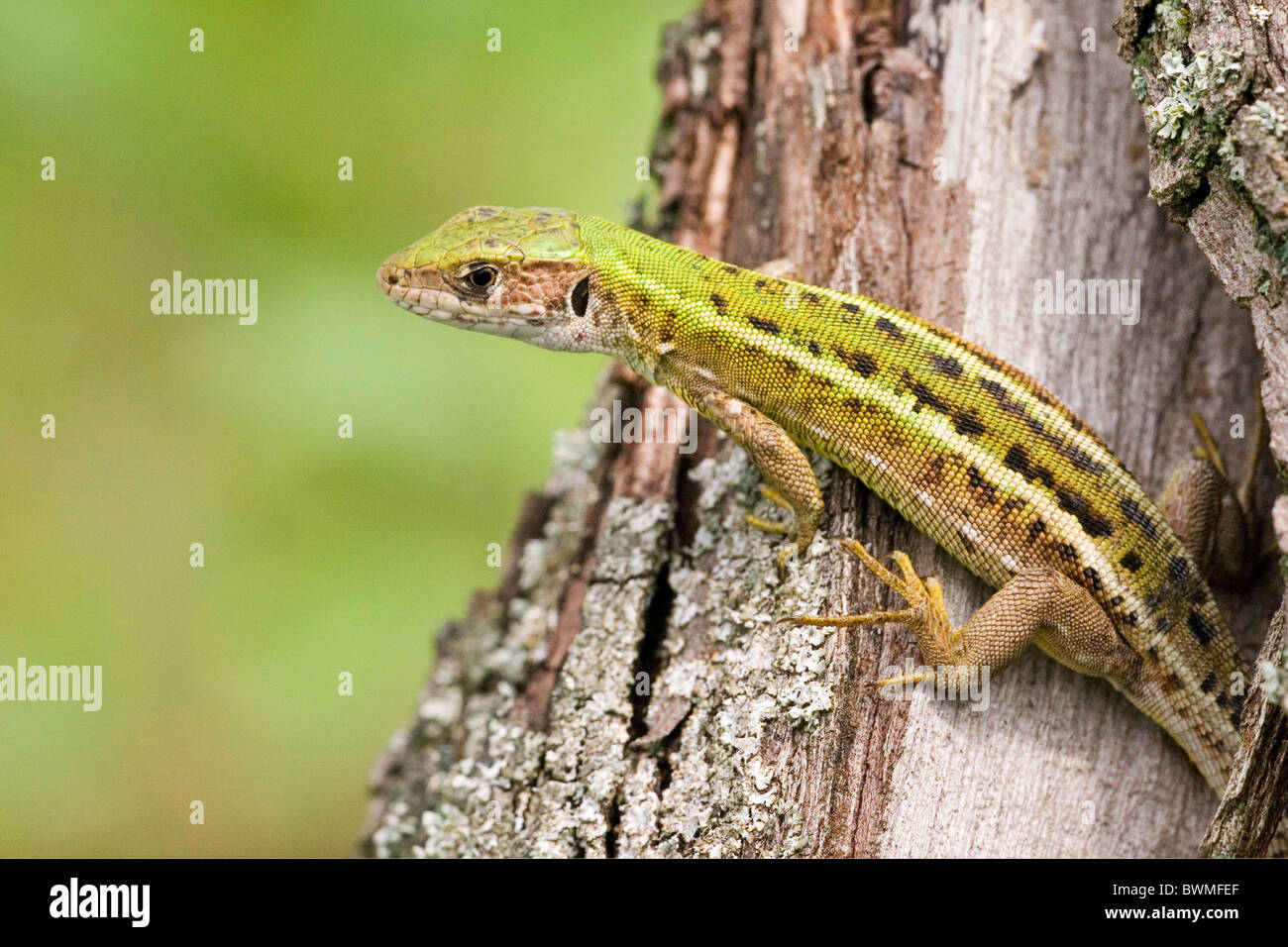 western green lizard Stock Photo - Alamy