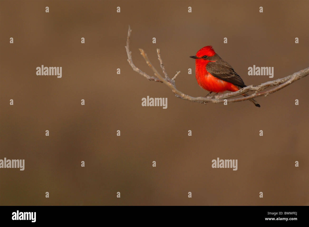 Vermillion flycatcher male pyrocephalus hi-res stock photography and ...