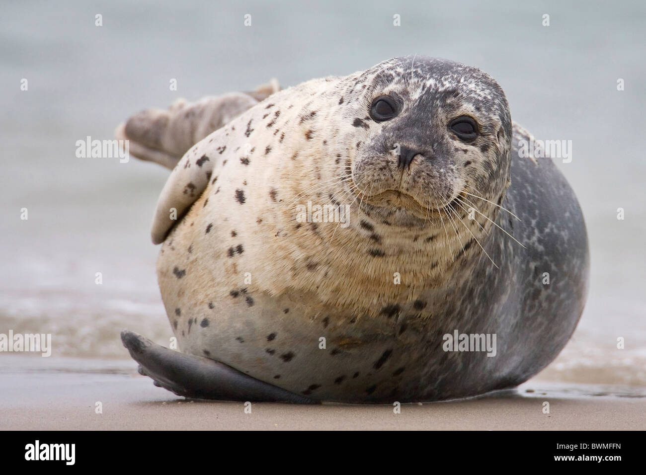 Cynoidea hi-res stock photography and images - Alamy